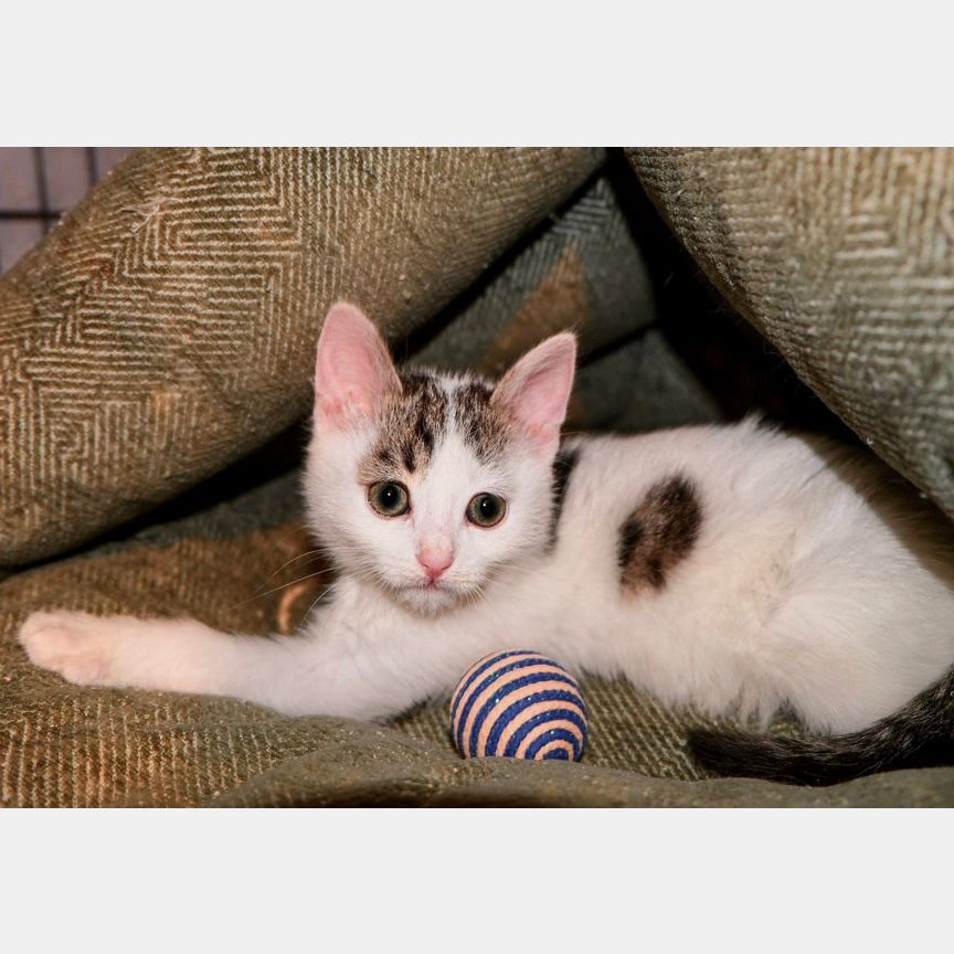 Котёнок Барсик ищет дом