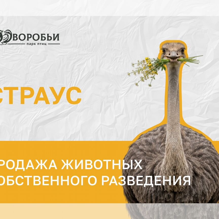 Страусы