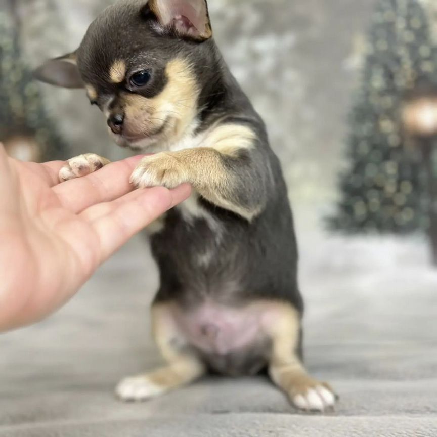 Чихуахуа, щенок