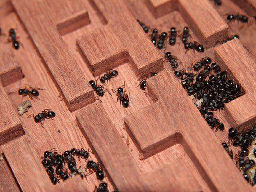 Завод по производству домиков для муравьев