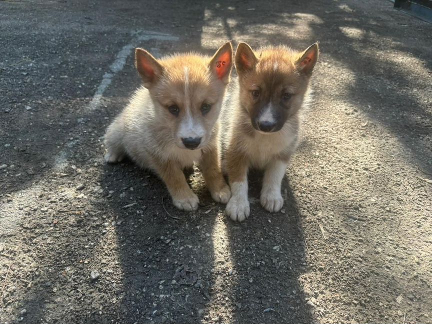 Продам щенков зсл