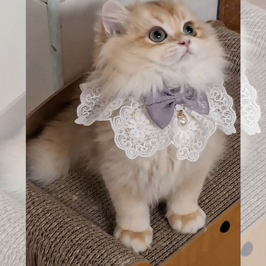 Британский короткошёрстный котёнок