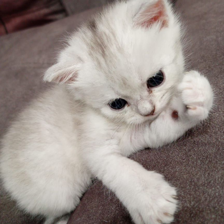 Продам котенка серебристую шиншиллу