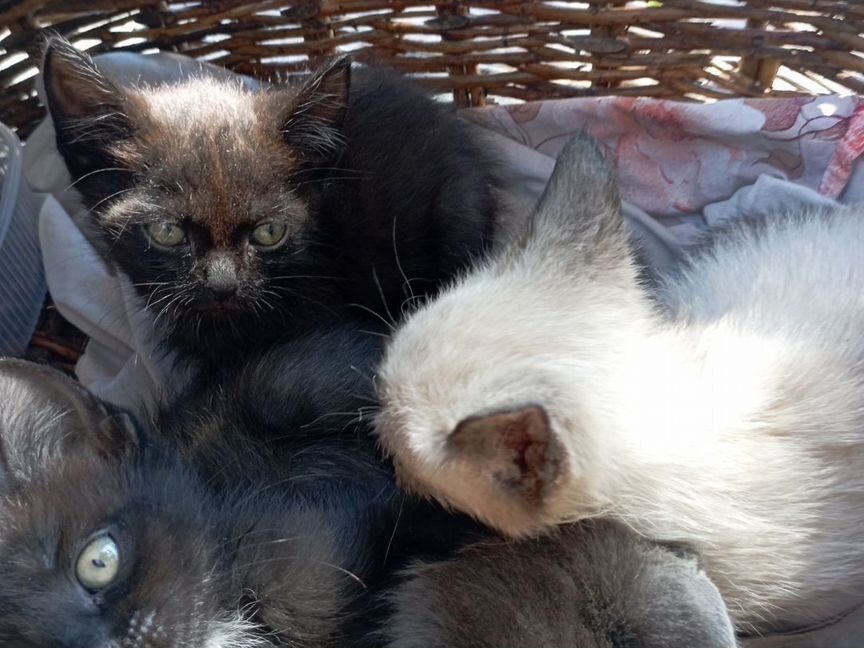 Котята в добрые руки два мальчика и две девочки