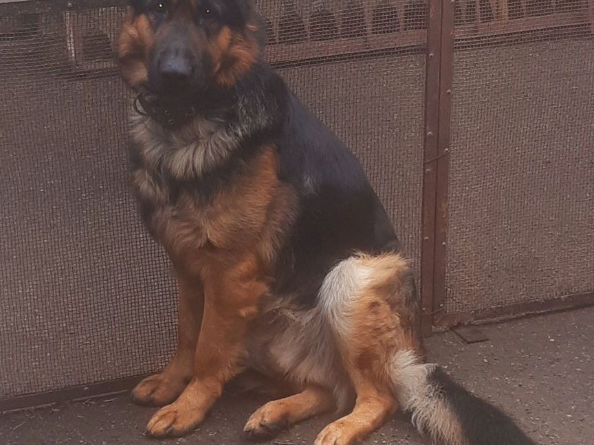 Собака немецкая овчарка