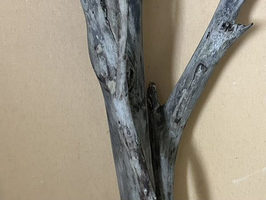 Коряга в террариум