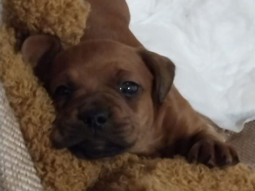 Французский бульдог и кокапу