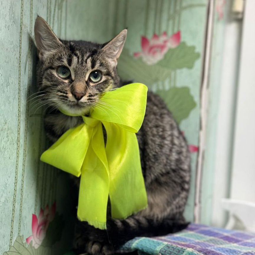 Кошка ищет дом
