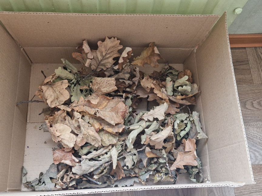 Листья дубовые сушеные