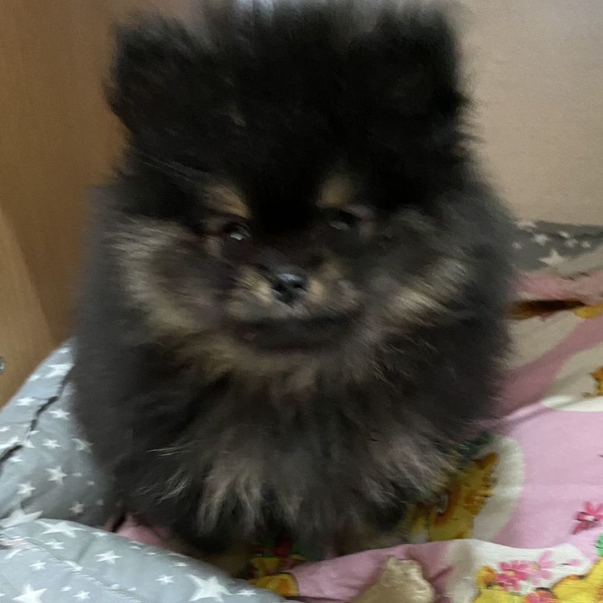 Померанский шпиц, щенок