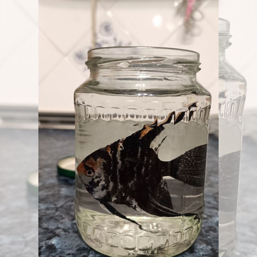 Рыбка скалярия мраморная