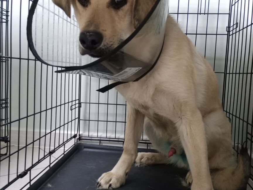 Щенок мальчик