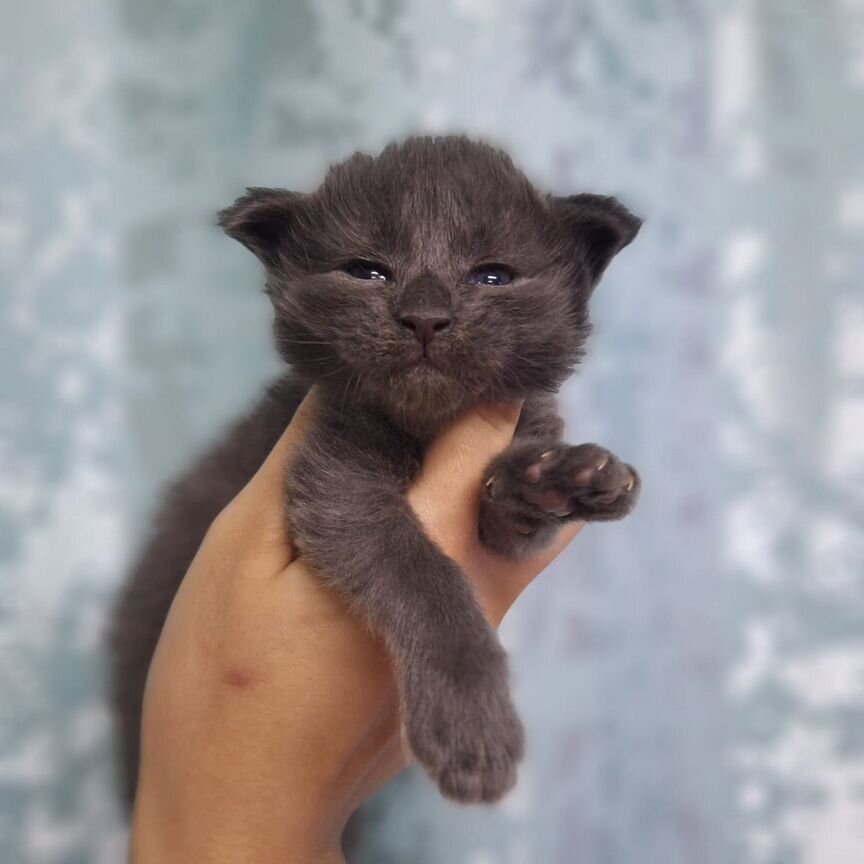 Гигантское счастье мейнкуняшка