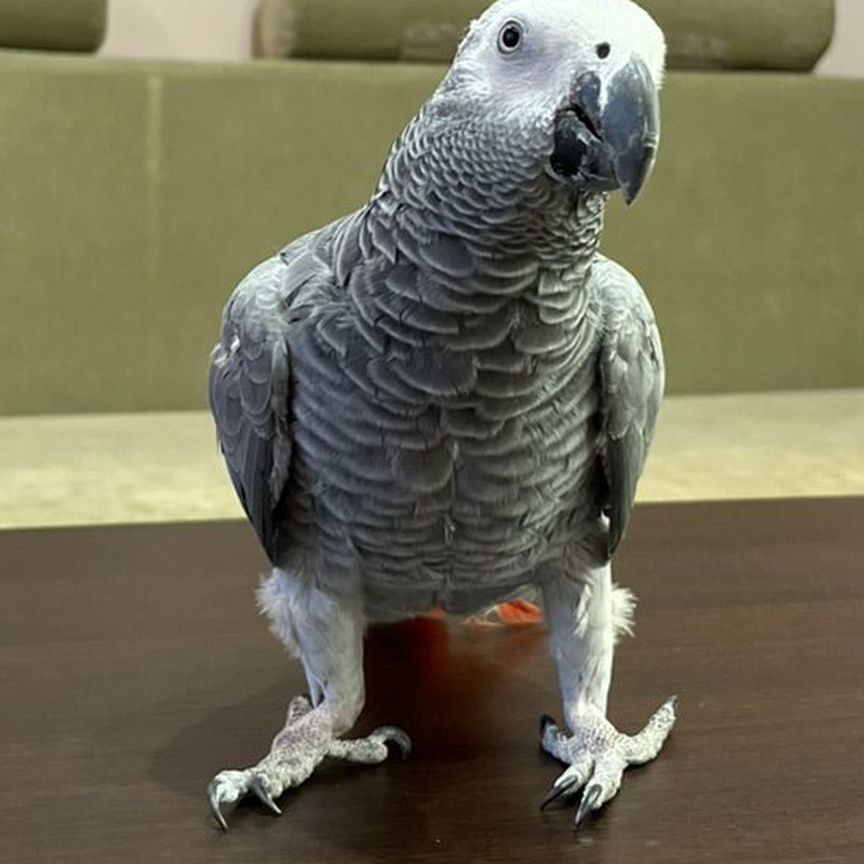 Говорящий попугай