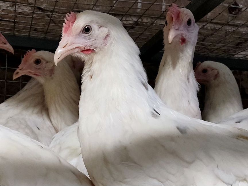 Молодые несушки с розовым яйцом