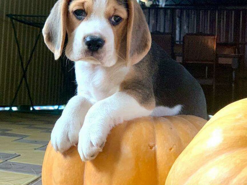 Щенки бигль с документами