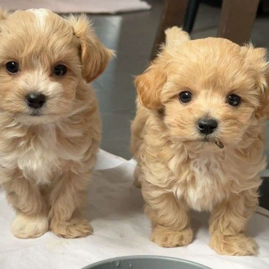 Мальтипу, щенок