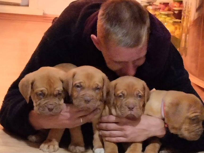 Щенки бордоского дога