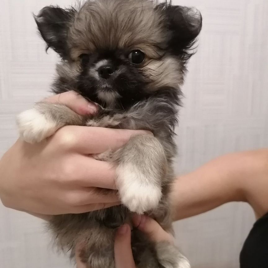 Щенки чихуахуа