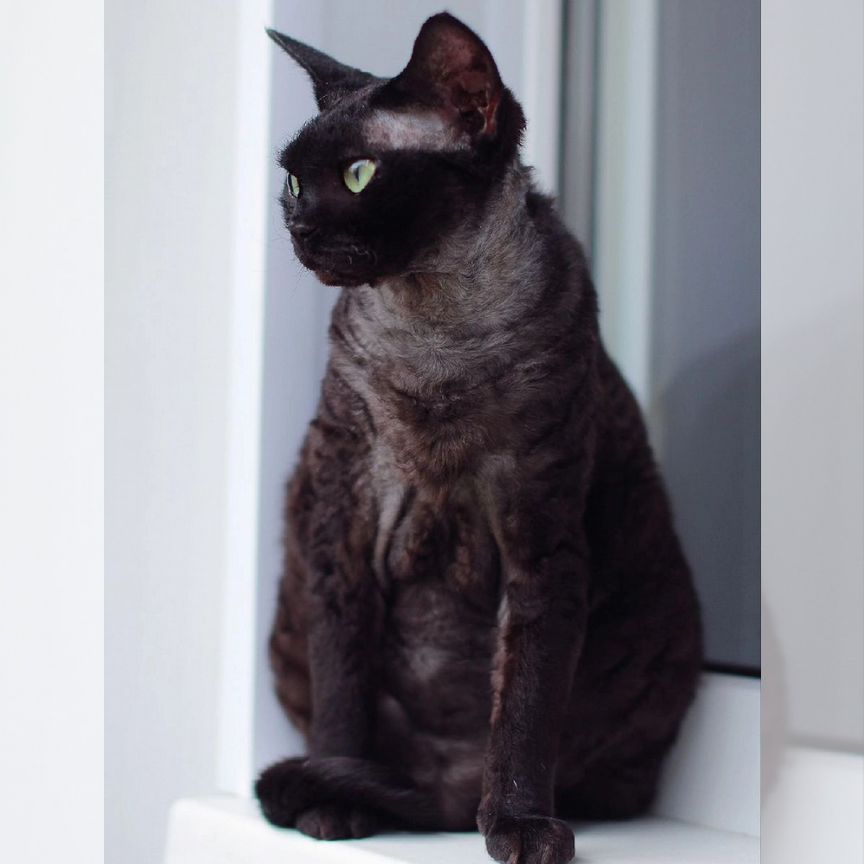 Кудряшка-пухляшка