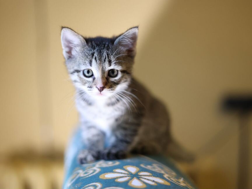 Котенок полосатик