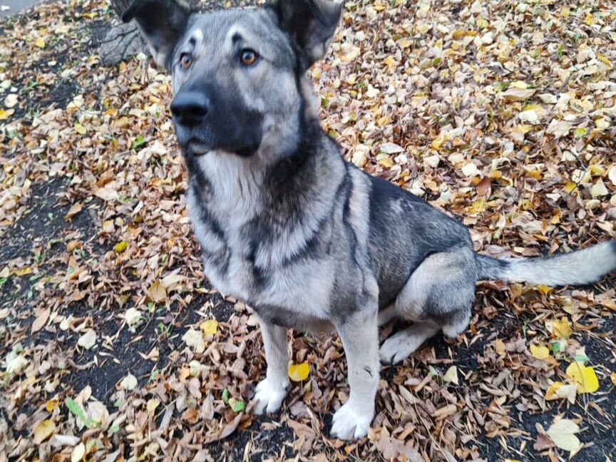 Восточноевропейская овчарка помесь с лайкой