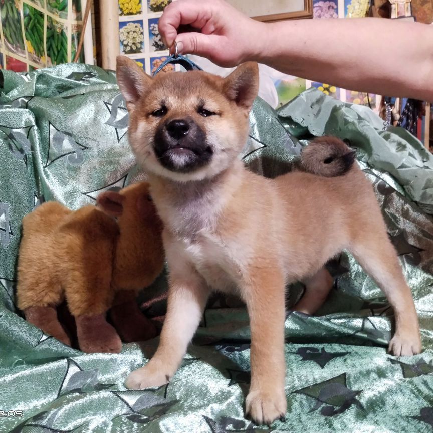 Сиба ину щенок девочка