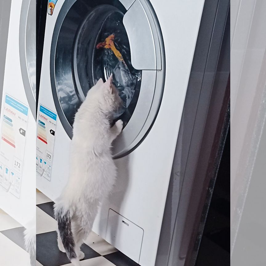 Белый котёнок- приносит удачу