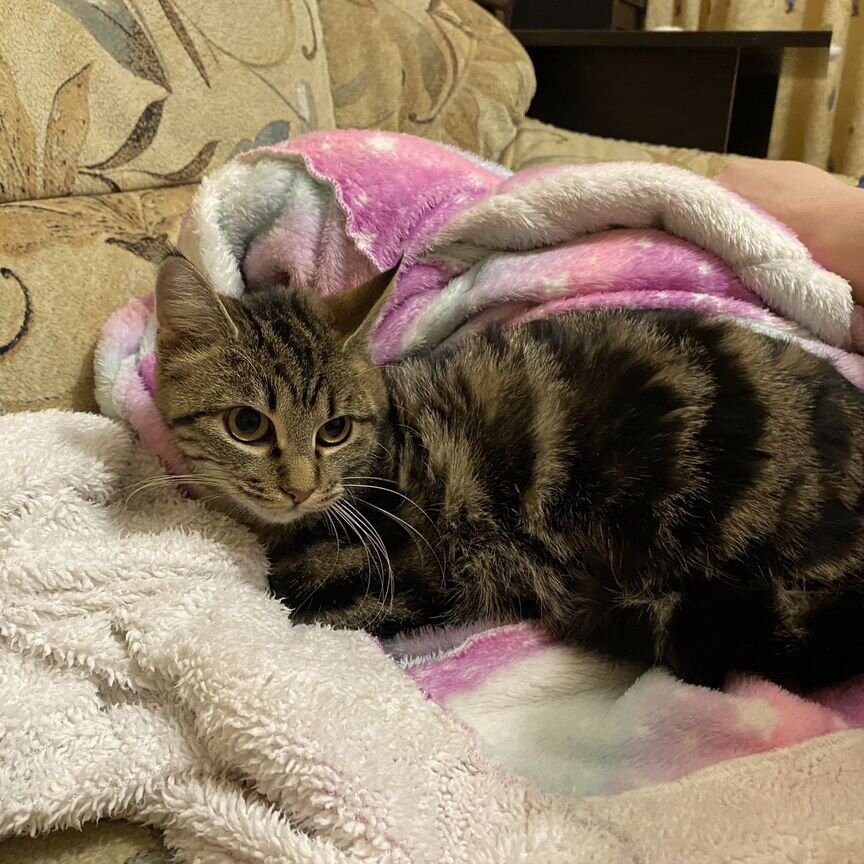 Кошка в добрые руки