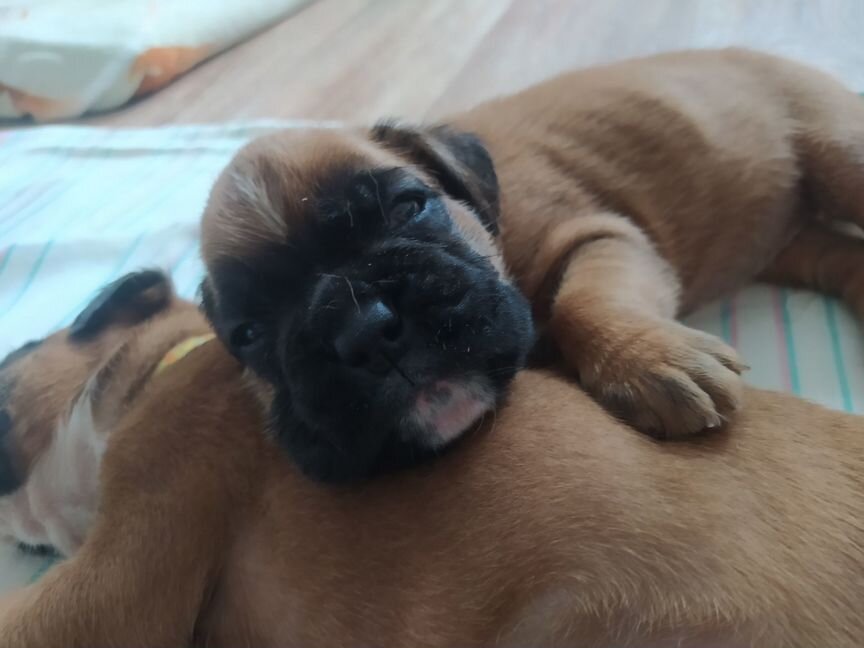 Щенки боксера