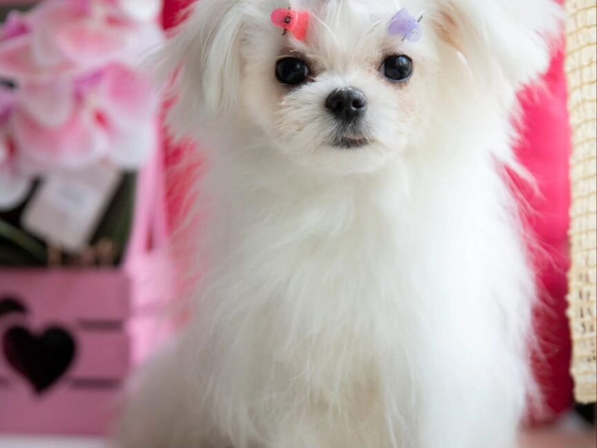 Мальтипу беби фейс