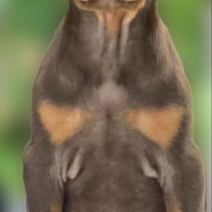 Щенки добермана