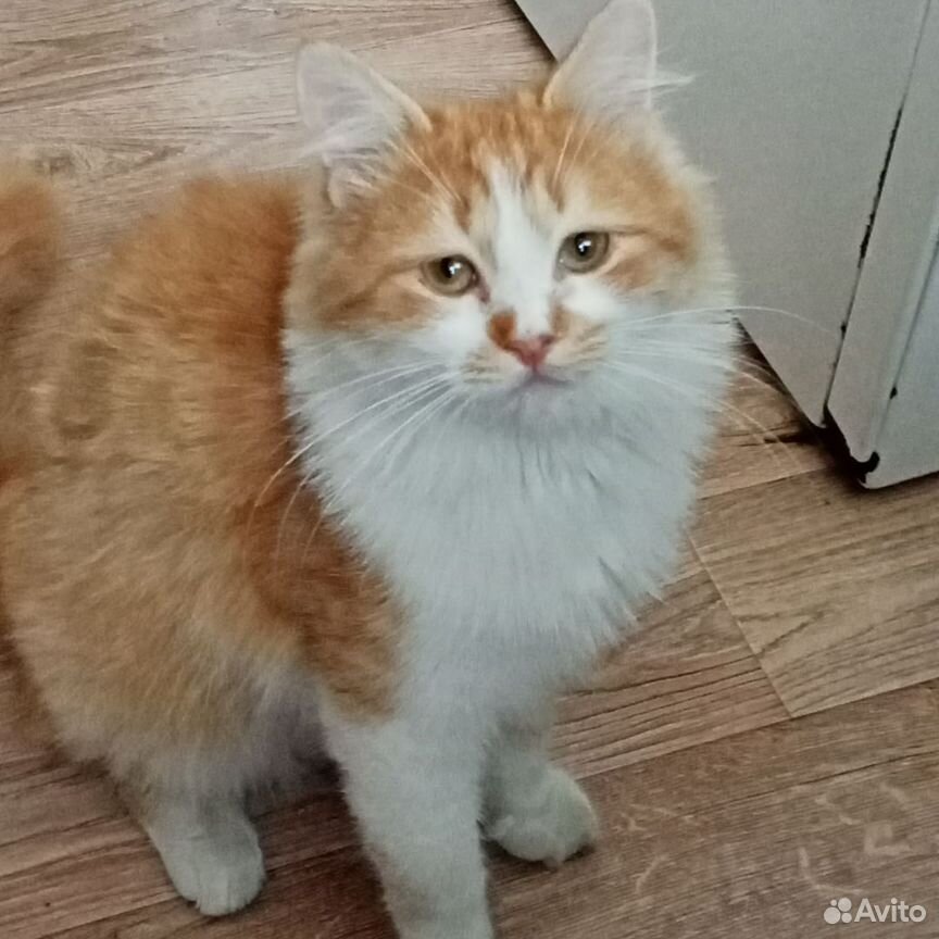 Котик