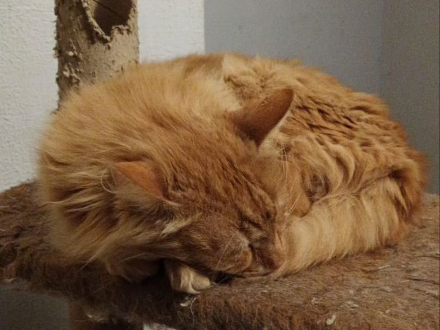 Кот Чубайс ждёт своего человека