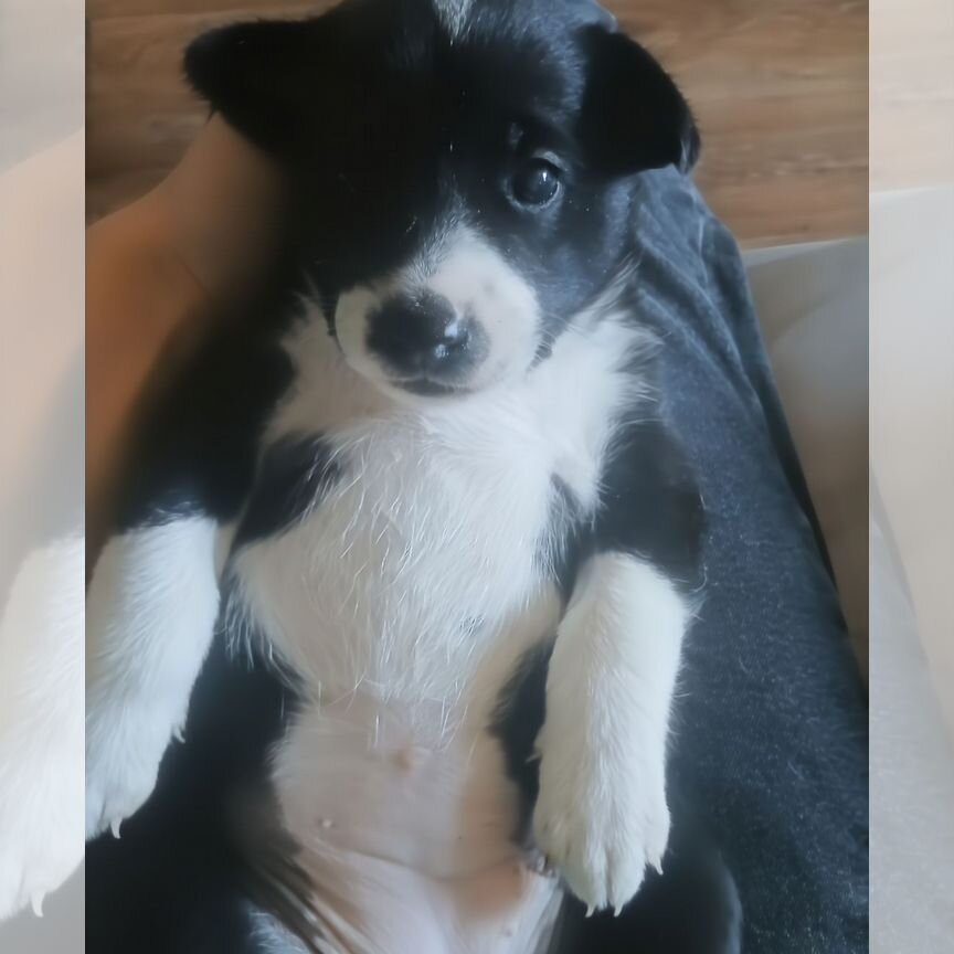 Щенок в добрые руки