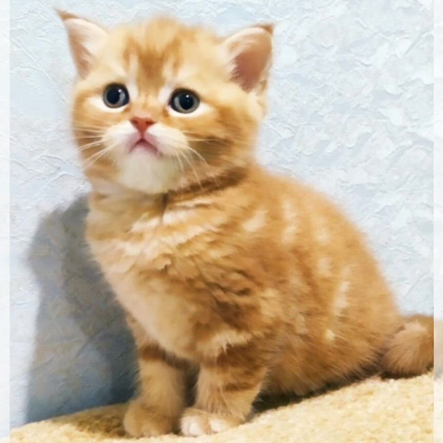 Котята в рыжем ярком мраморе