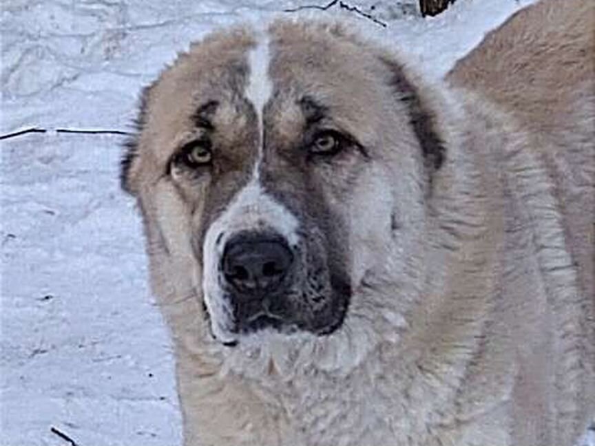 Предлагается сука сао