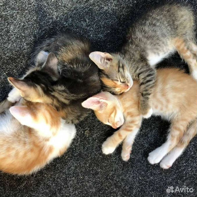 Котята в добрые руки. Родители отличные мышиловы