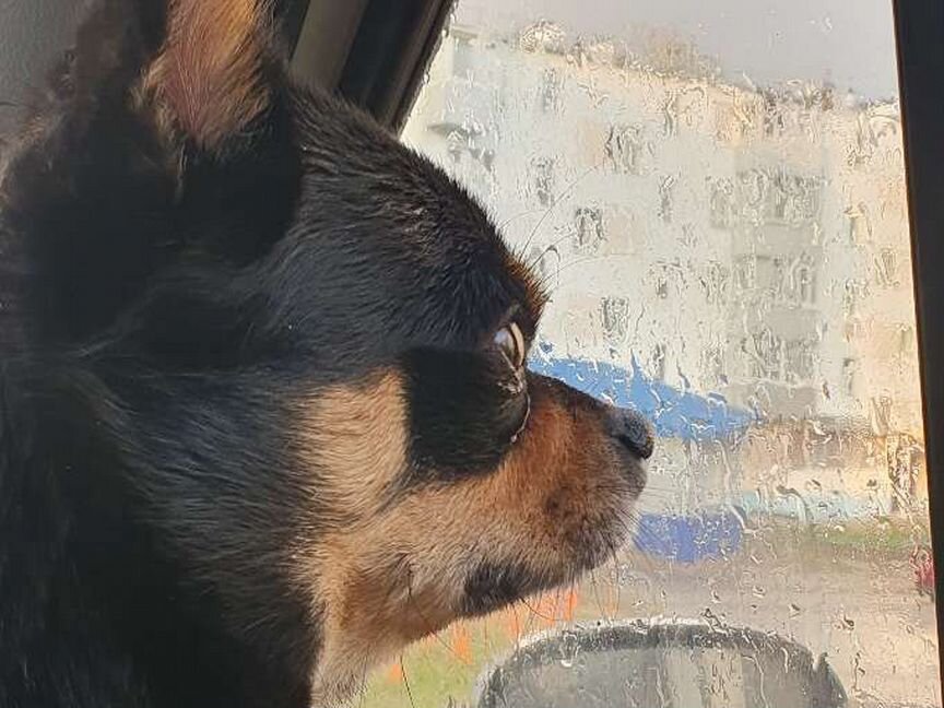 Кобель чихуахуа для случки