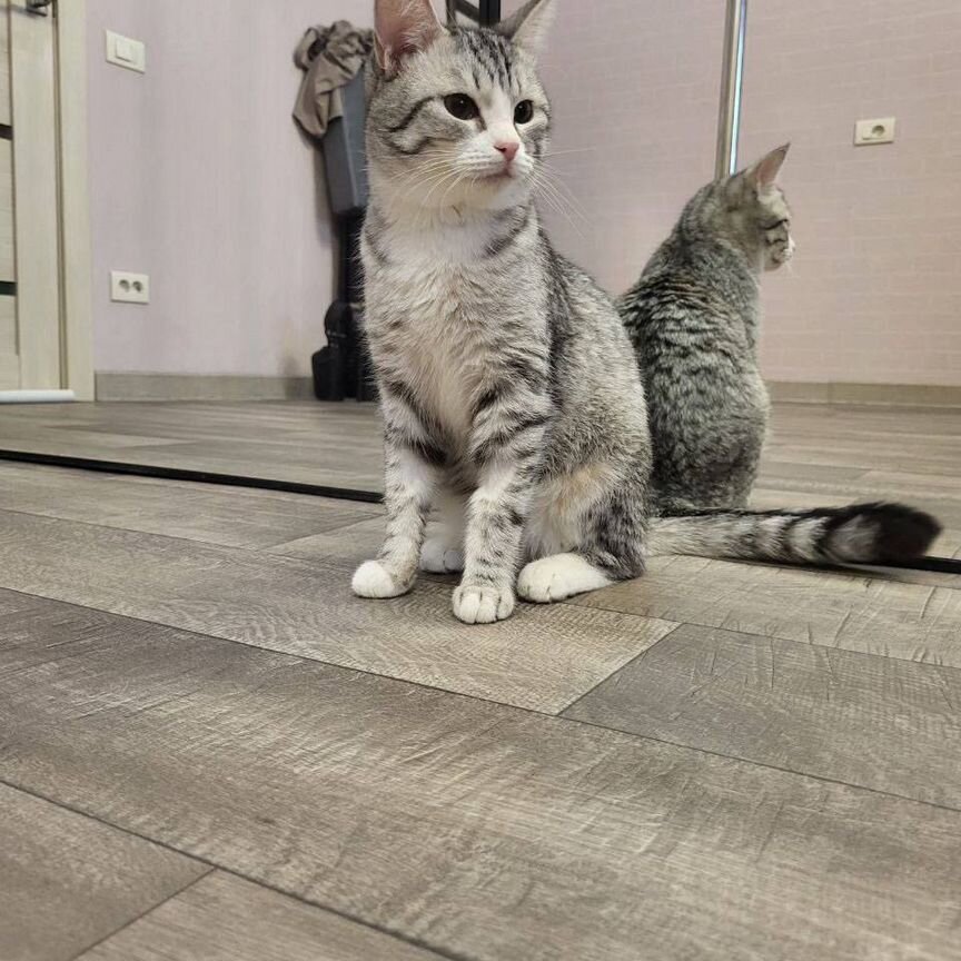 Котенок в добрые руки