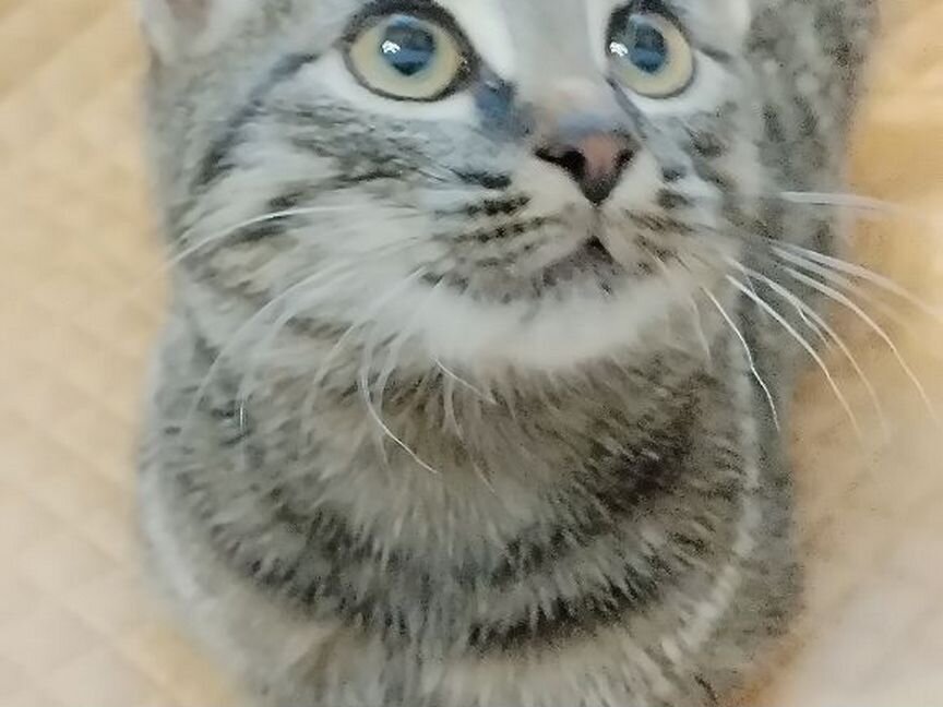 Котенок нежный малыш