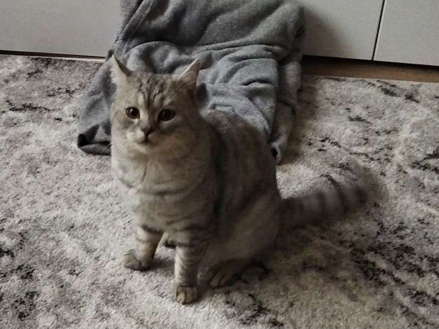 Вязка кота