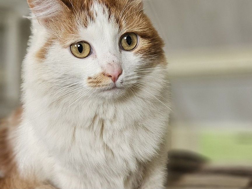 Кот из под капота