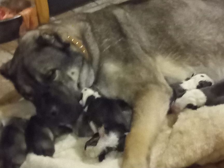 Щенки алабая