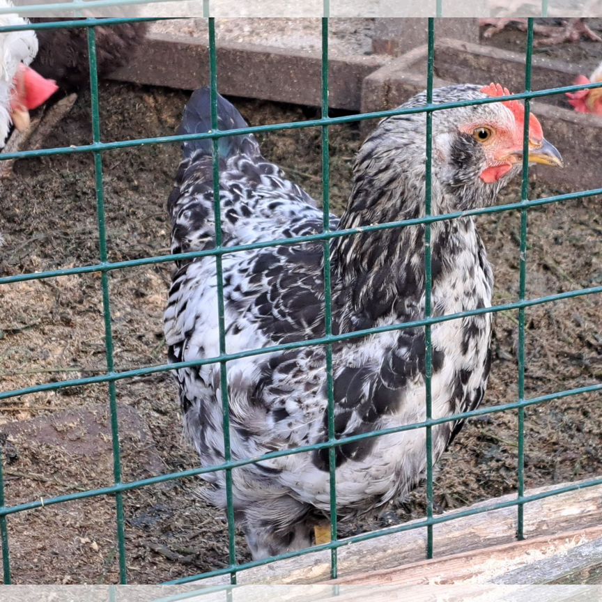 Молоденькие петушки
