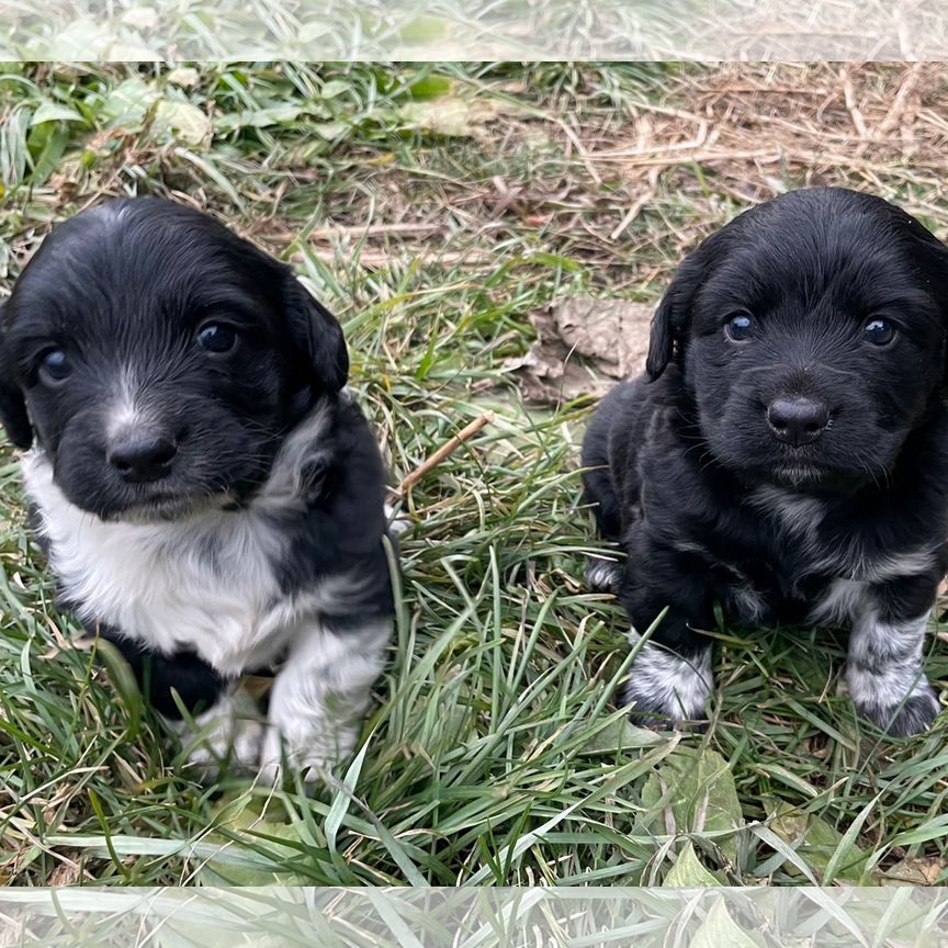 Щенки русского спаниеля