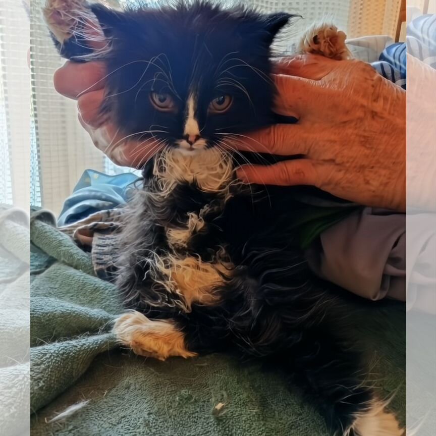 Котёнок в добрые руки