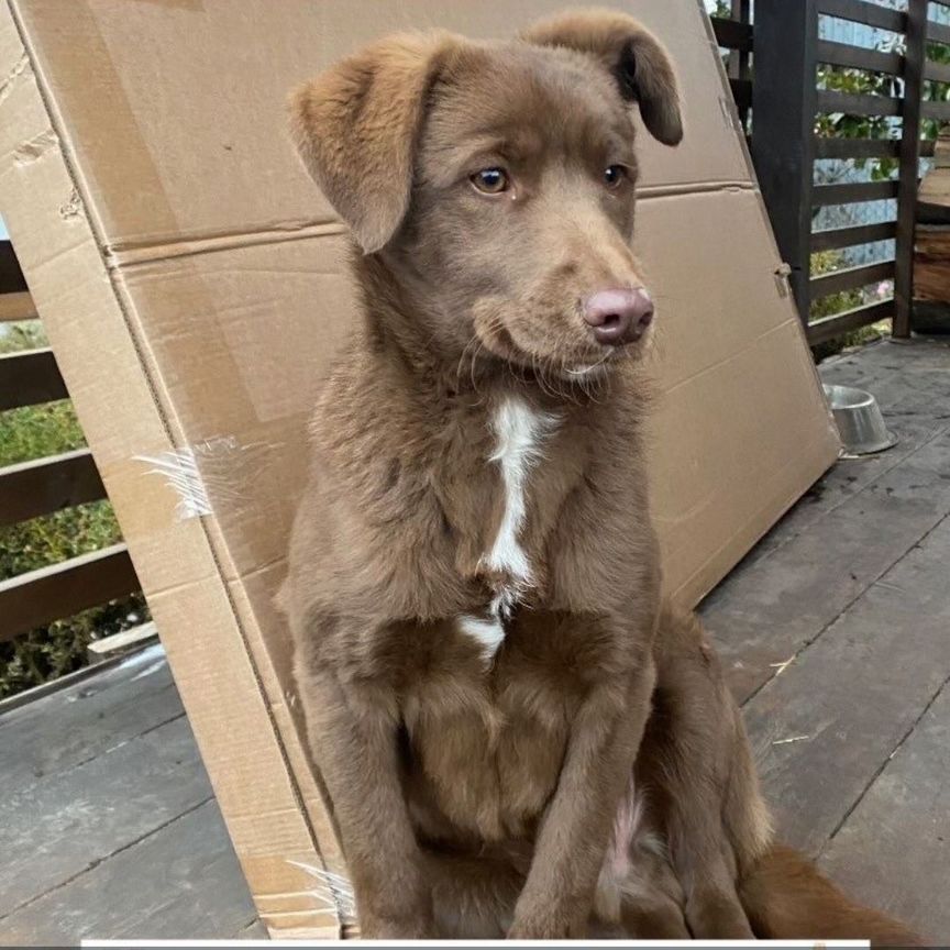 Милый щенок мальчик ищет дом