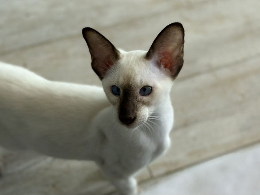 Котята ориентальной породы мальчики и девочки