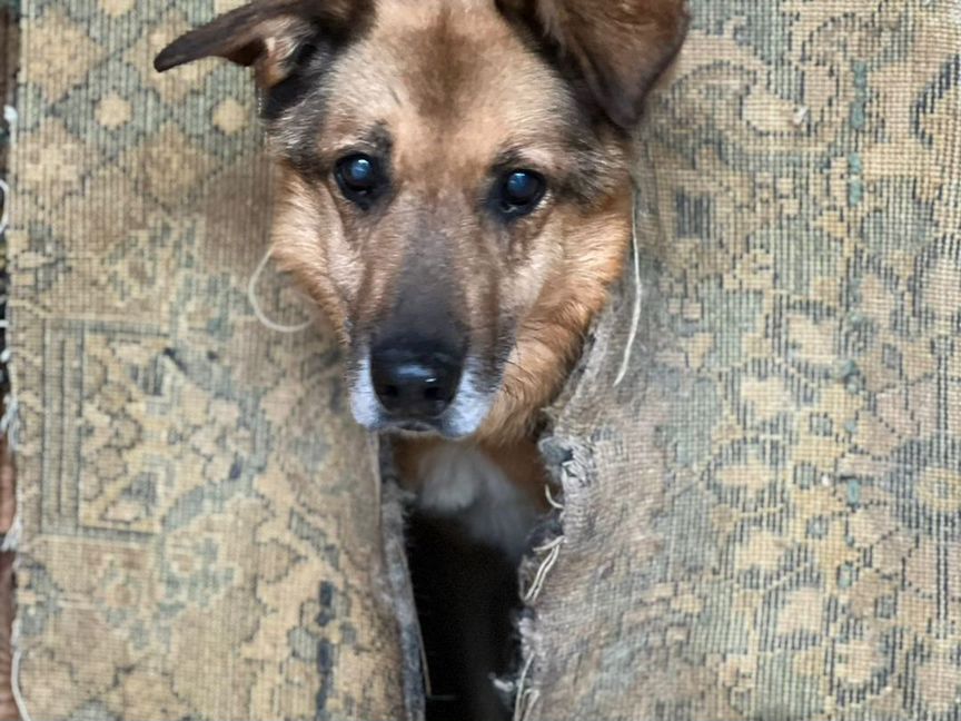 Старенькая собака в добрые руки